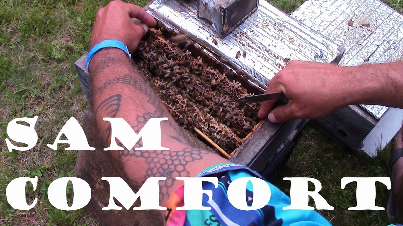 Sam Comfort Inspects Comfort Hive Mating Nucs HD - YouTube