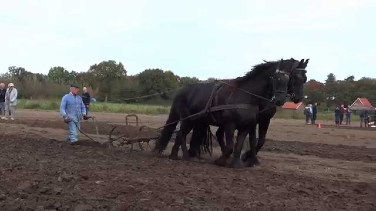 Ploegen met paarden in Haaksbergen - YouTube