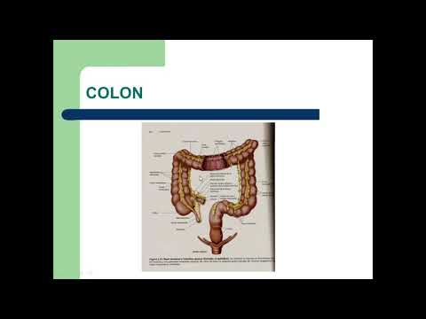 ANATOMIA Y FISIOLOGIA BASICAS DEL COLON - YouTube