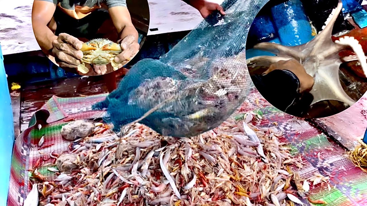 Mumbai Koli fishermen || how catching fish at sea 🌊 🐠 #fisherman # ...