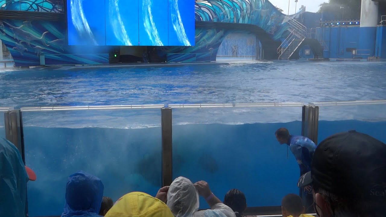 Seaworld Orlando show"One Ocean" - YouTube
