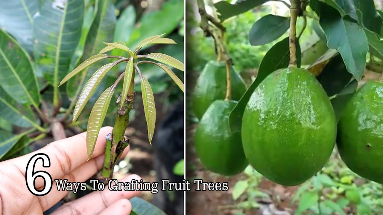 6 Ways to grafting your fruit trees ( Jackfruit, citrus, mango, avocado ...