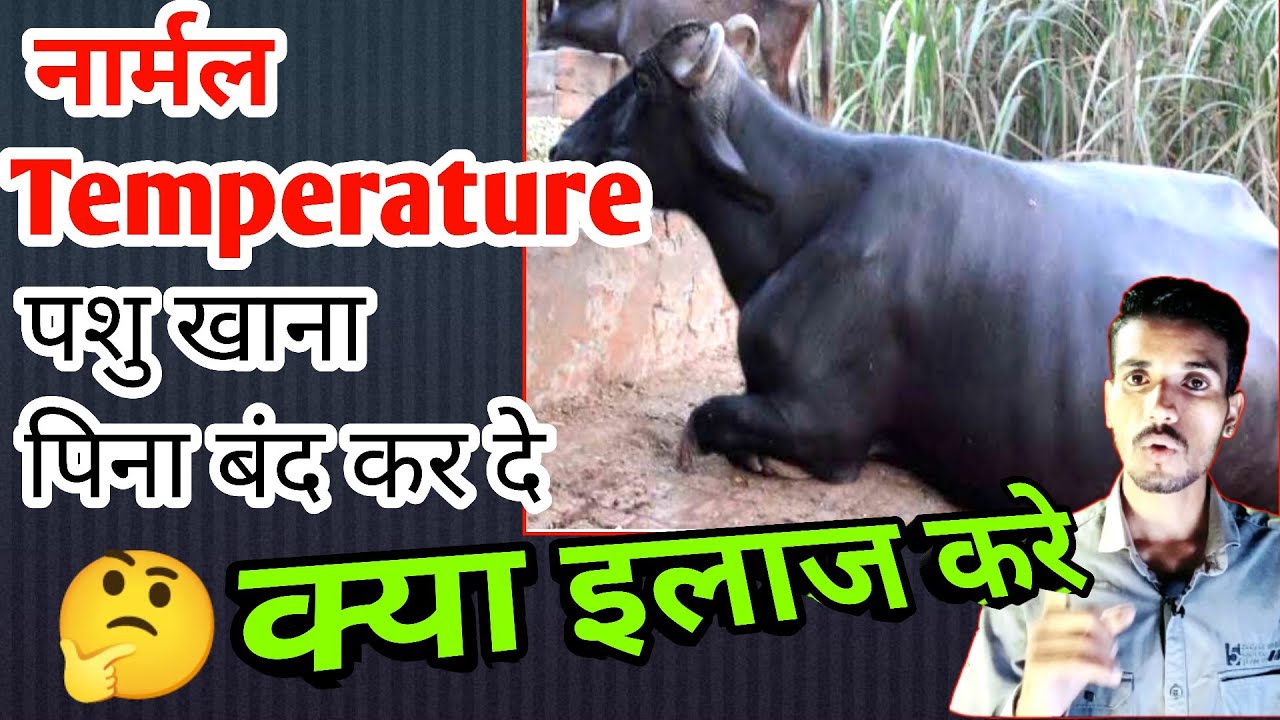 नार्मल Temperature मे पशु खाना_पीना बंद कर दे । Treatment Of Anorexia ...
