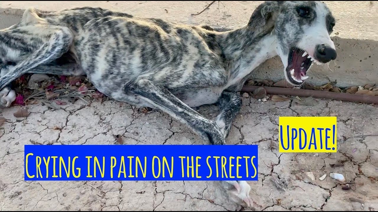 Matilda was left crying on the streets! - YouTube