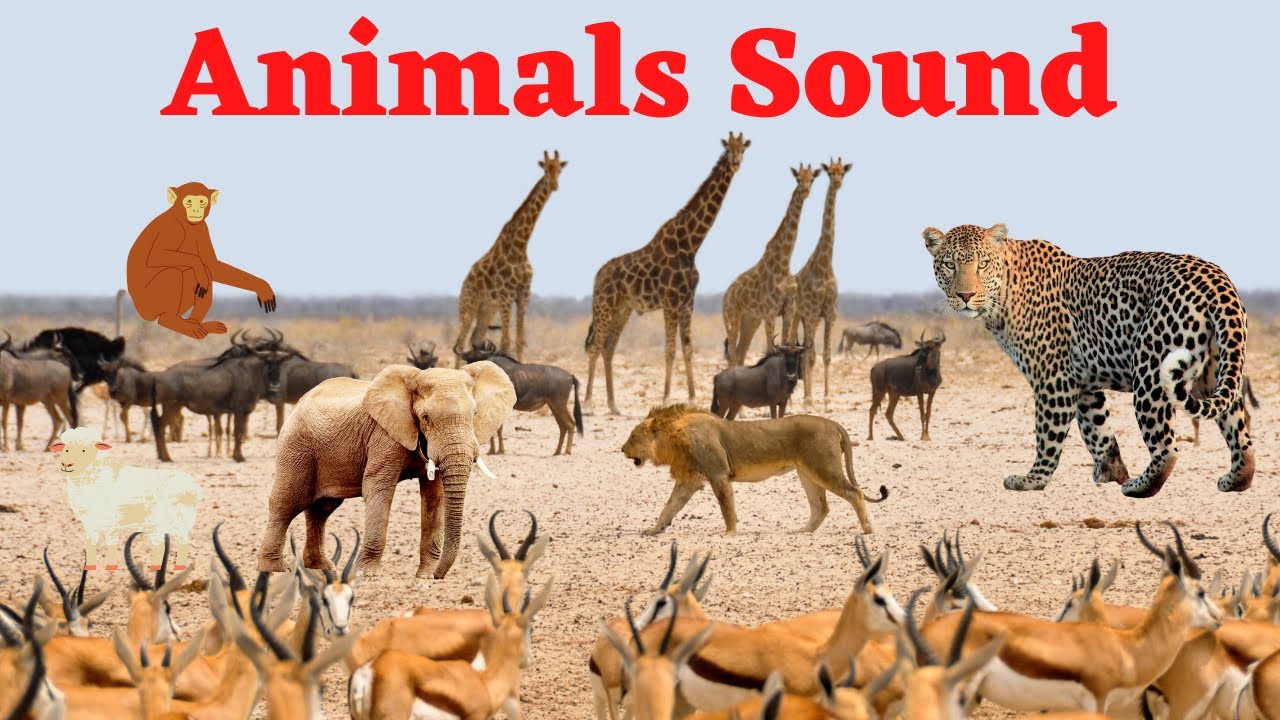 20 Wild Animals - Animal Sounds for Kids to learn| Animal Sounds for ...