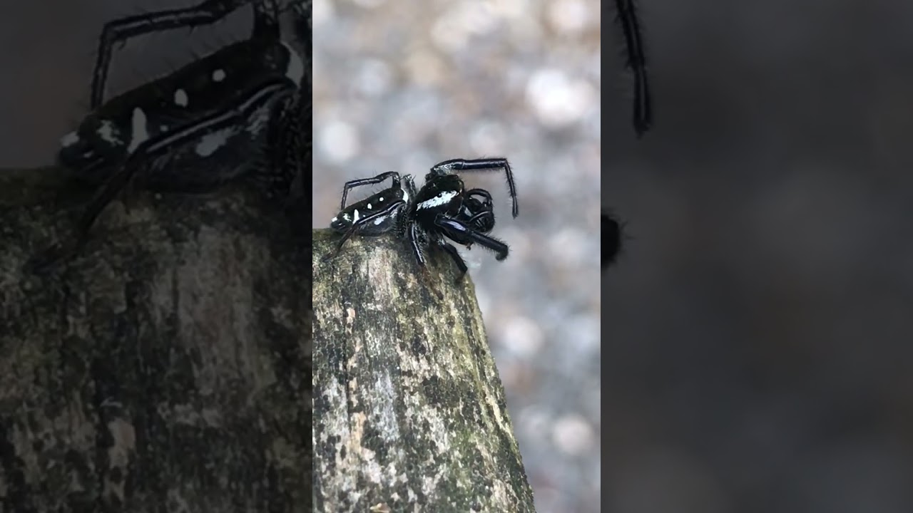 Closeup Jumping Spider on a picnic table in the Pisgah National Forest ...