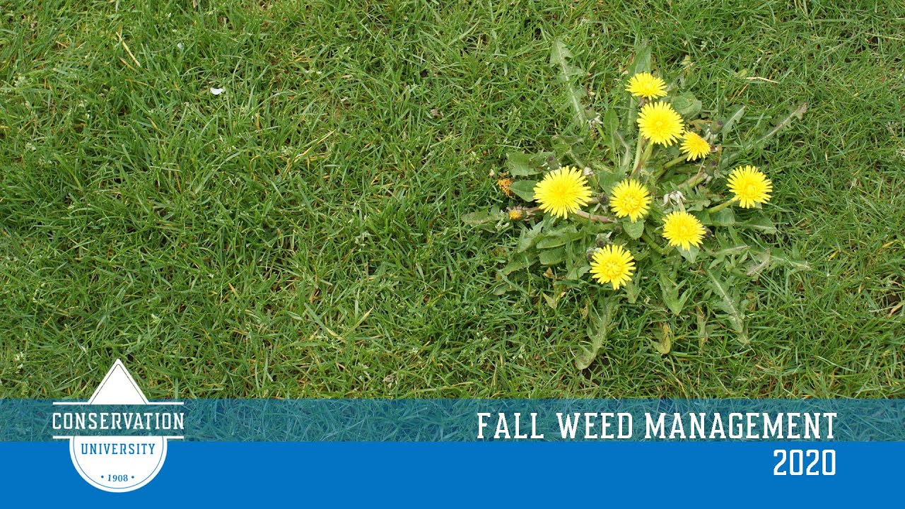 Fall Weed Management | Conservation University Online Class (2020 ...