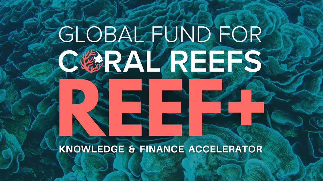 GFCR Launches the REEF+ Knowledge and Finance Accelerator - YouTube