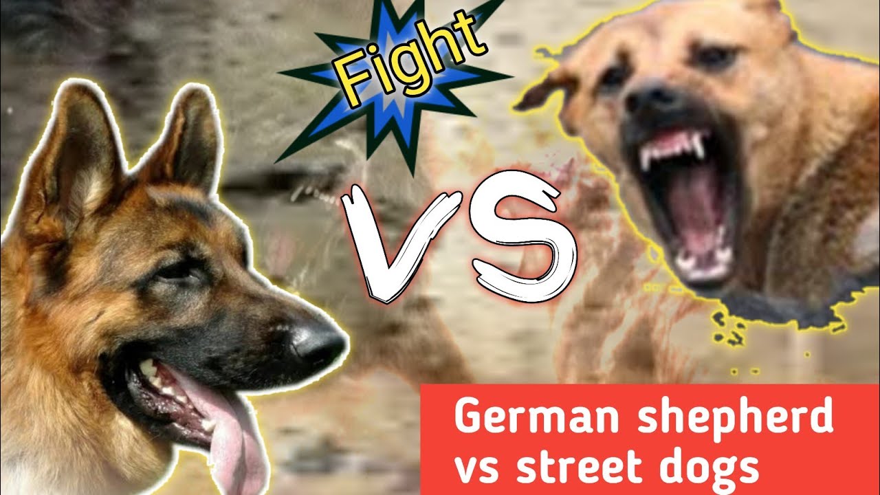 German shepherd vs street dog fight | dogs video 🐕Mr dogs - YouTube