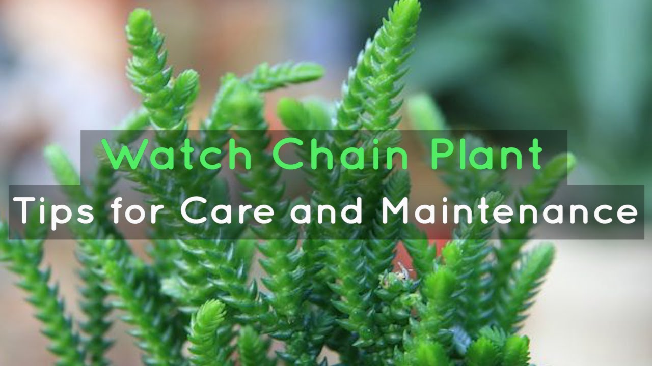 Watch Chain Plant: Tips for Care and Maintenance - YouTube