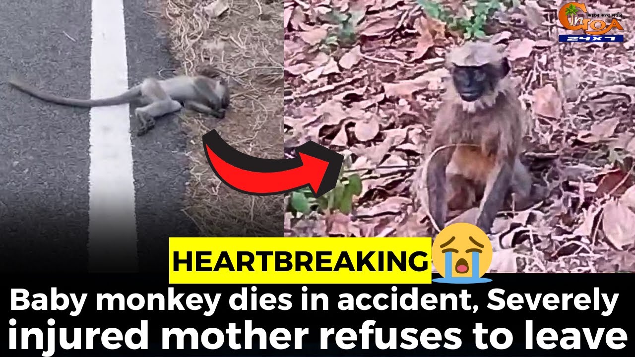 #Heartbreaking- Baby monkey dies in accident, Severely injured mother ...