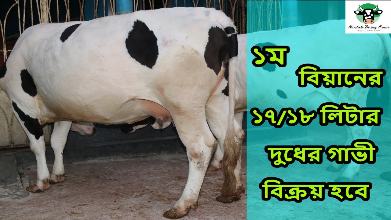 ২ দাঁতের রানী সংকর গাভী বিক্রয় হবে। rani shankar cow | 01717-303601 ...
