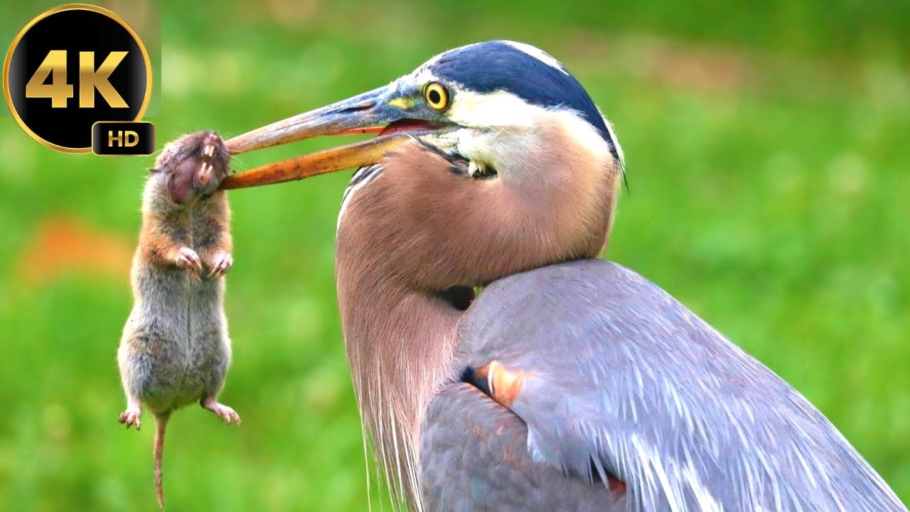 Blue Heron Hunting - YouTube