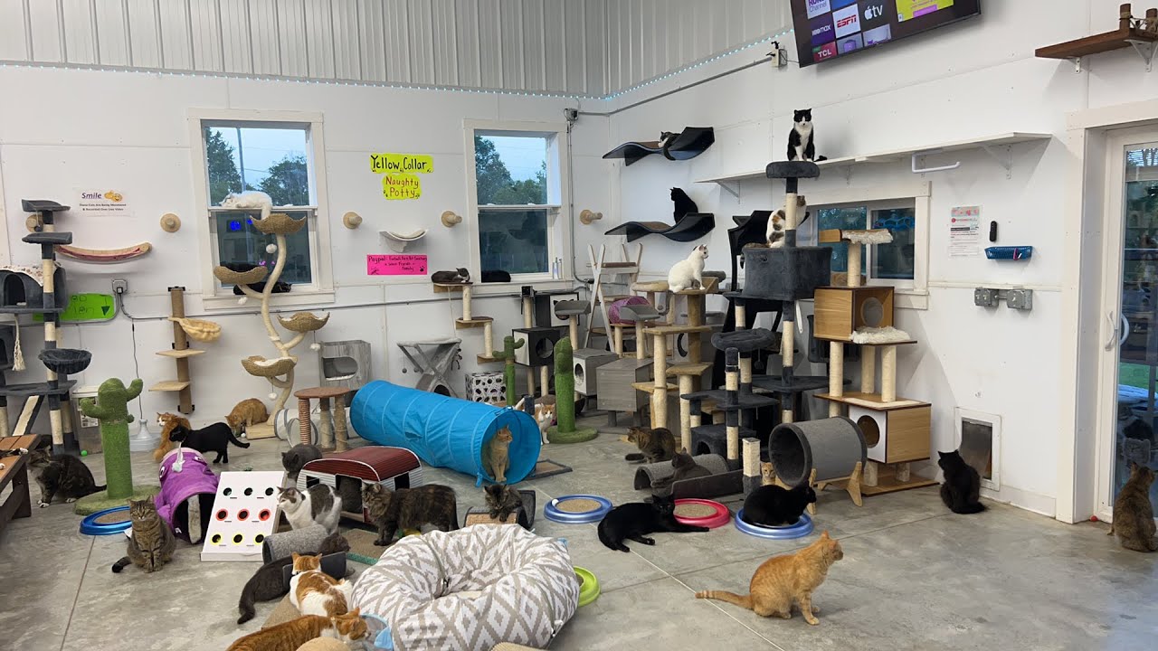 Cat land central! 😻😻😻 - YouTube