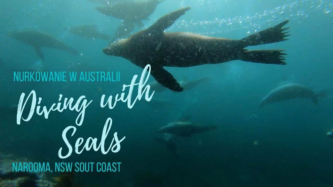 Diving with seals in Narooma, Australia - YouTube