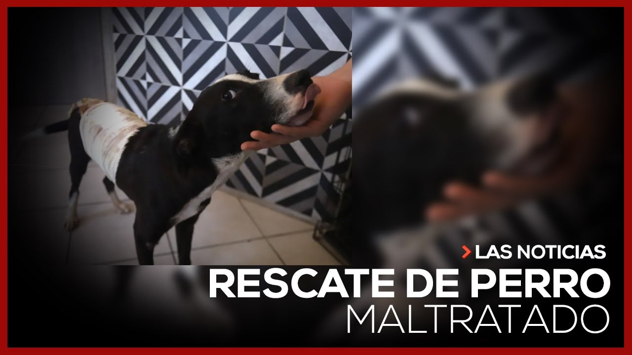 Buscan nuevo hogar para perro maltratado y quemado en Hermosillo - YouTube