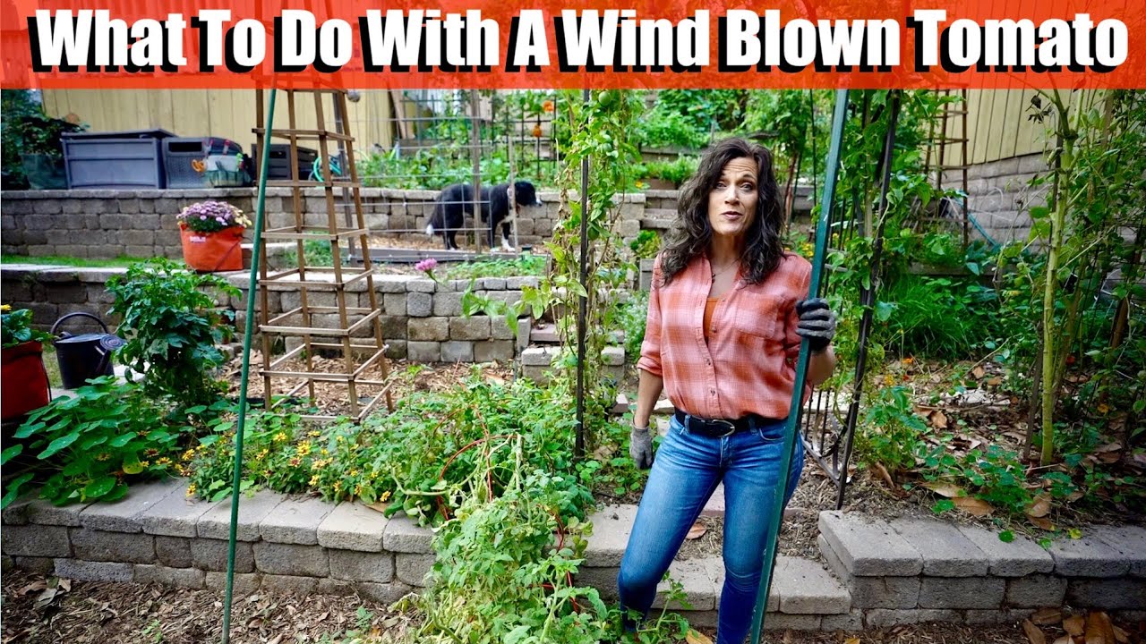 What To Do With a Wind Blown Tomato Plant 💨 🍅 - YouTube