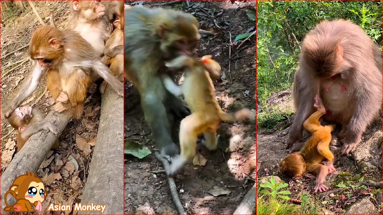 The big bad monkey keeps bullying the poor little monkeys. Little ...