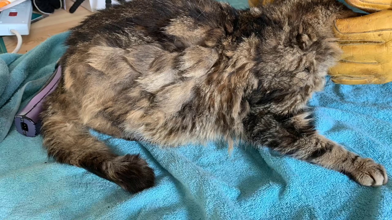 Grooming a pelted cat by Anita Kelsey - YouTube