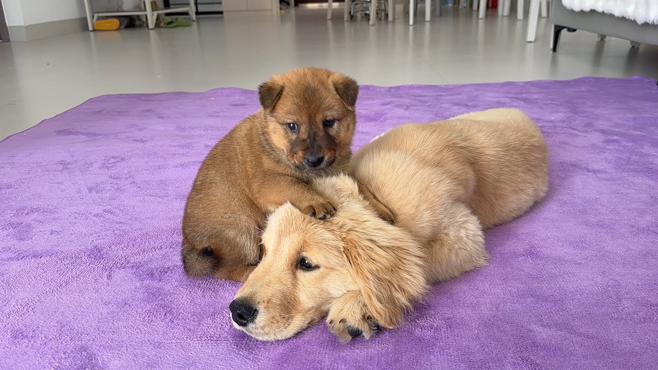 Golden Retriever suspects puppy is dead! Golden Retriever and meeting ...
