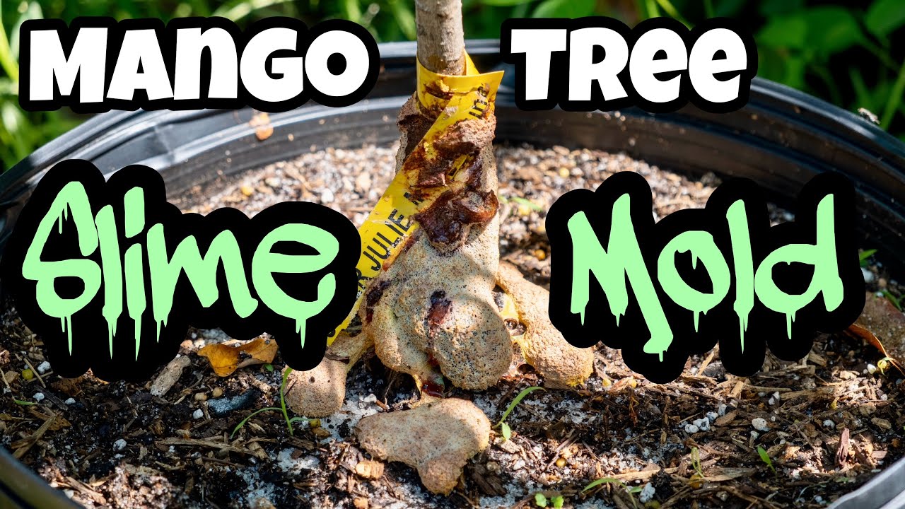 Mango Tree Slime Mold - YouTube