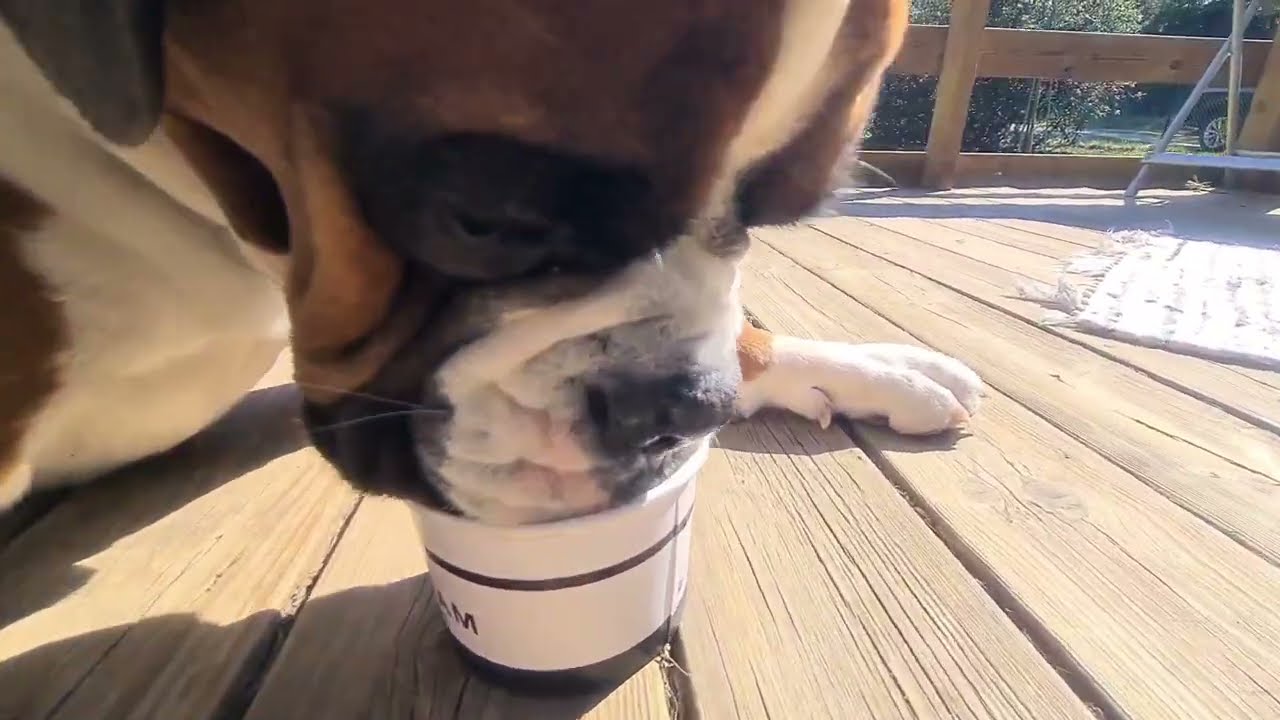 Special Dog Ice Cream For Special Boxer Dogs! 😎😁 - YouTube