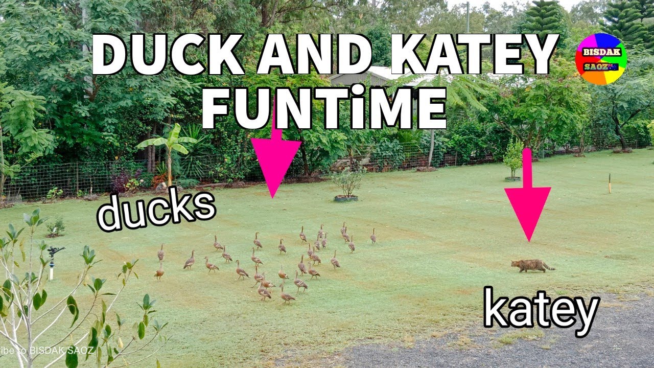 DUCKY And KATEY Meow Funtime😸🦆Countrylife Sa Australia #love #vlog # ...