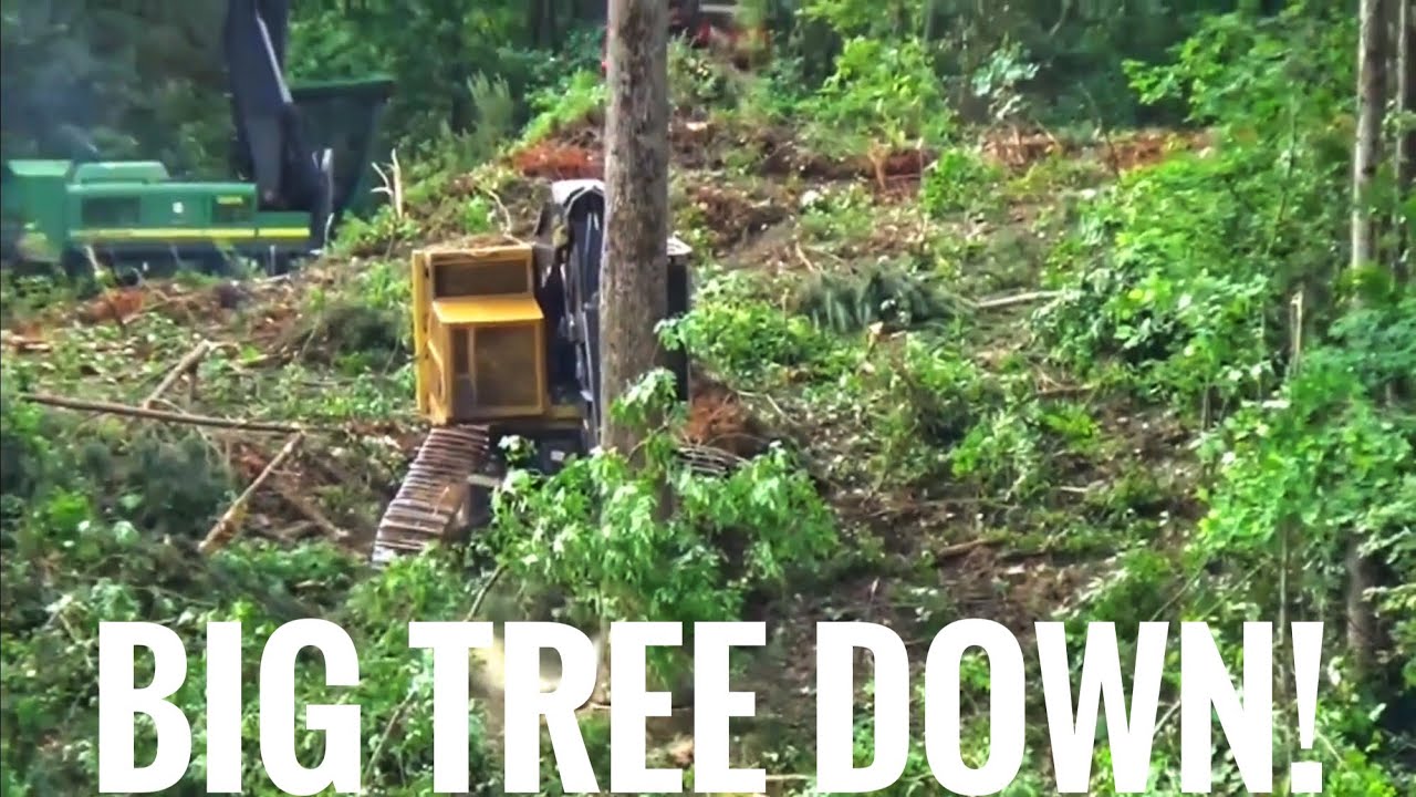 Cutting big trees with the Tigercat - YouTube