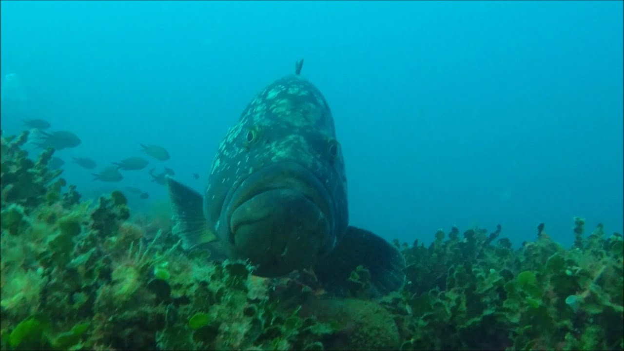 Gros mérou - iles Médes - ESTARTIT - YouTube