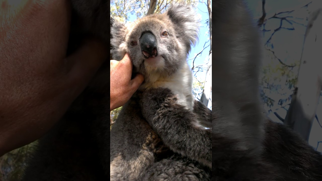 Patting a wild koala on linear lark - YouTube