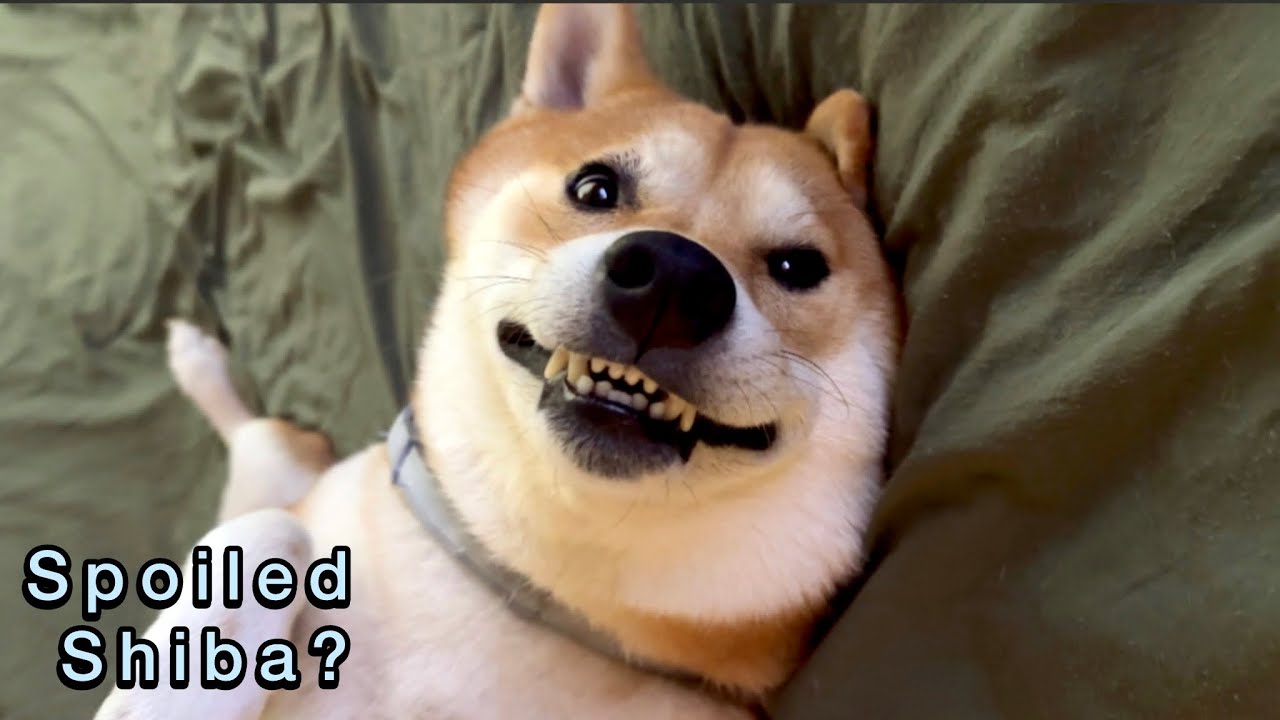 Signs of a Spoiled Shiba Inu Dog - YouTube
