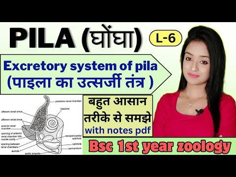 Pila (L-6),Excretory system of pila ,knowledge adda bsc 1st year ...