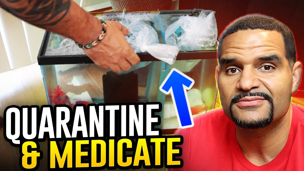 Quarantine Your Fish - Why, How, and When To Medicate - YouTube