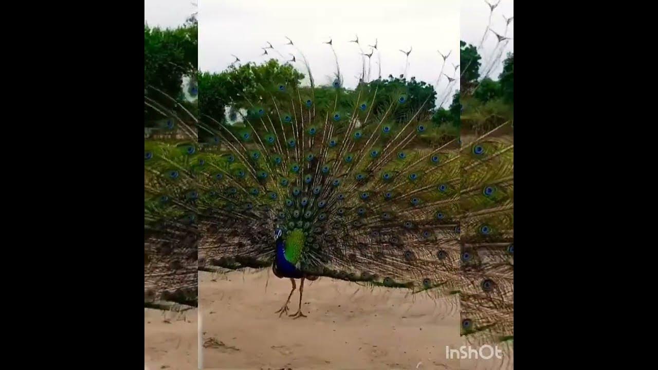 Beautiful Peacock Dancing With Sound Youtube