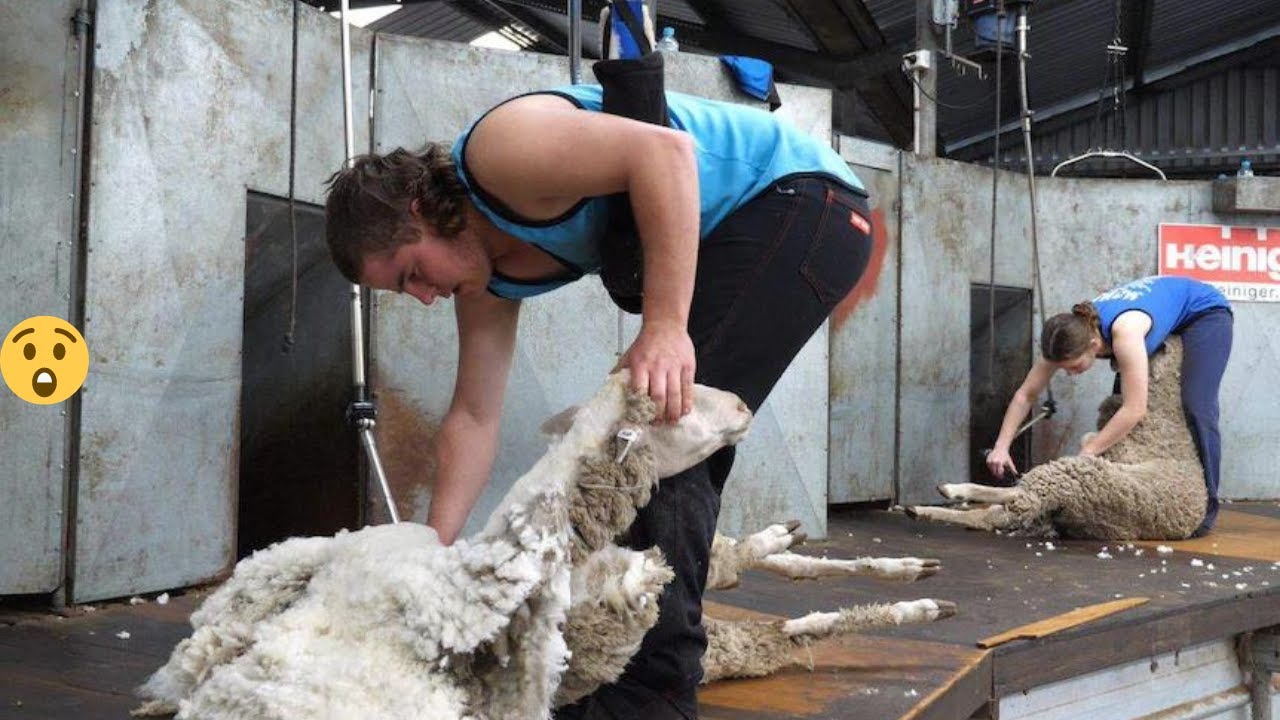 Most satisfying sheep shearing video🐑 | modern automatic sheep shearing ...