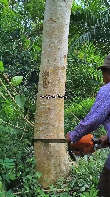 cutting down an albasia tree using a chainsaw#cuttingdowntrees - YouTube