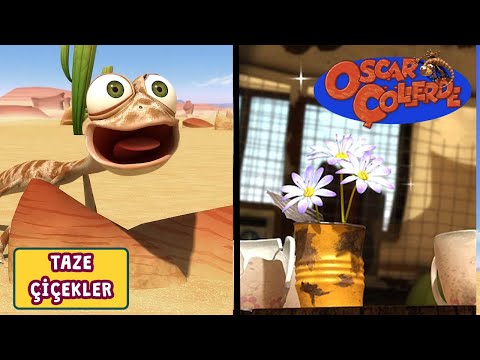 Oscar Çöllerde 🦎 | Taze Çiçekler  🌺 | Minika