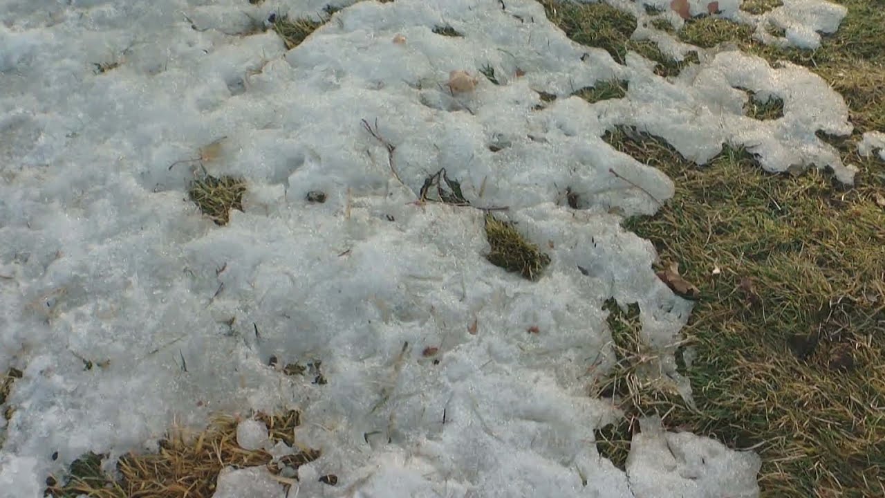 Snow Mold: What Is This And How To Fight It In 2024 - A Nest With A Yard