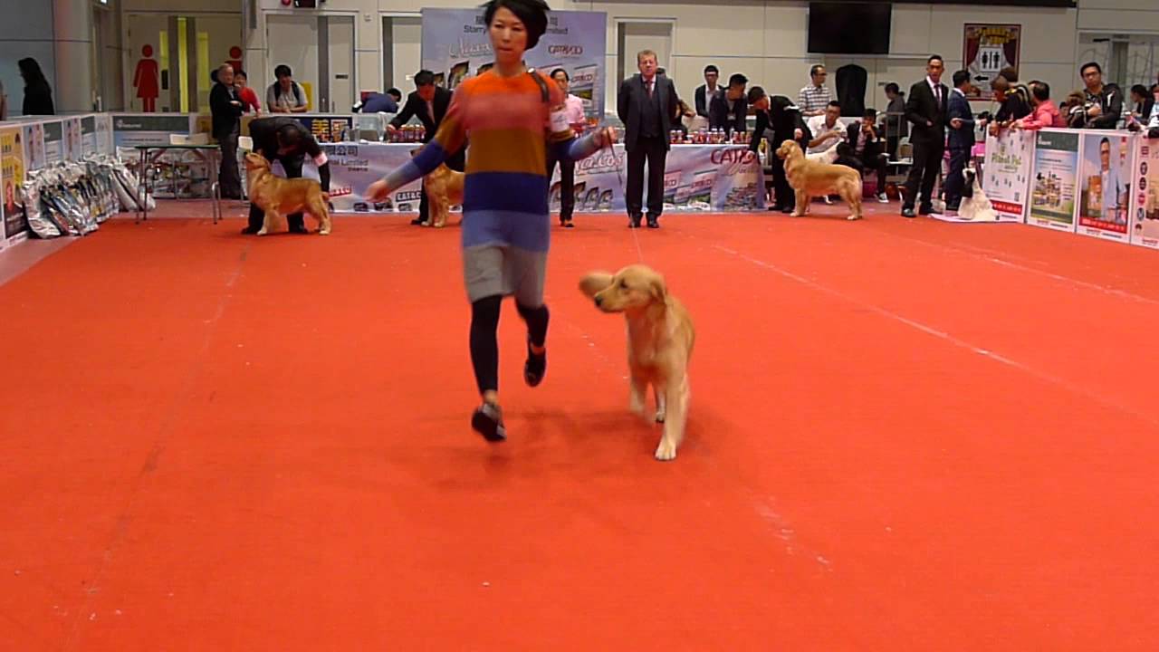 Dog Show AKC 20151205-Golden Retriever - YouTube