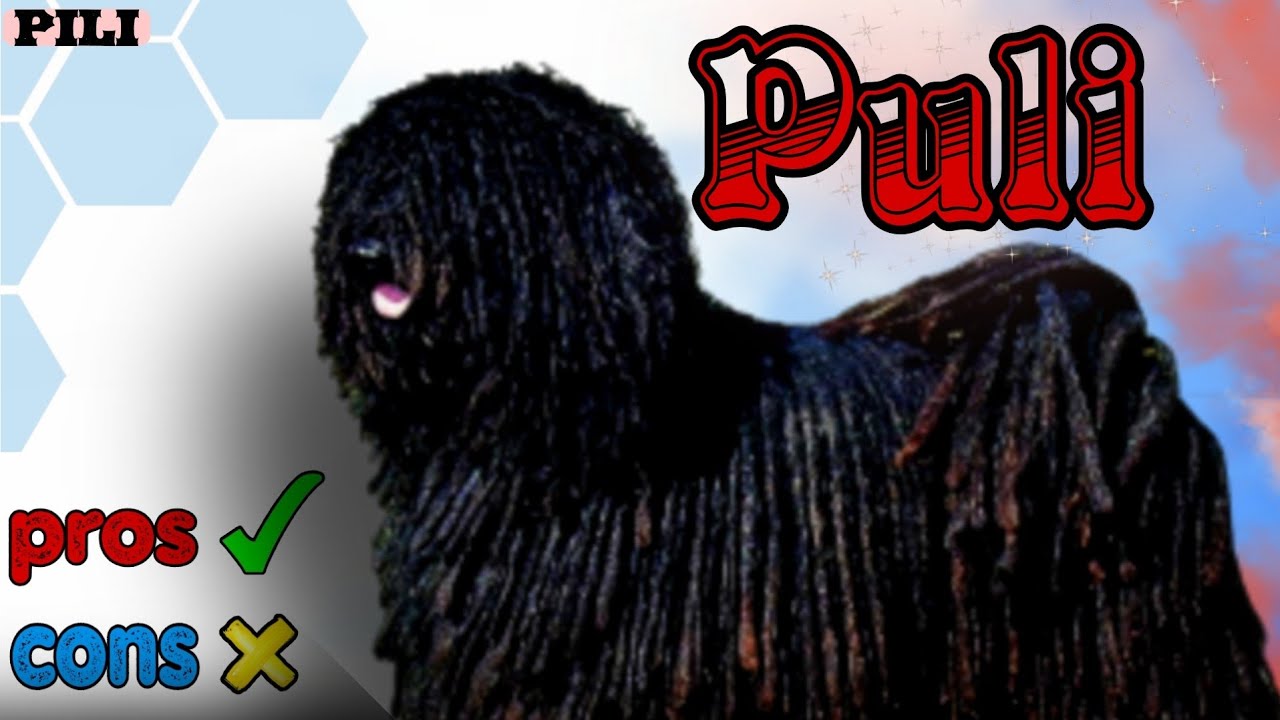 Is the puli dog the most special dog in the world?🤔💯🥇#puli dog - YouTube
