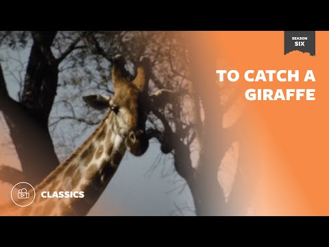 To Catch a Giraffe | Mutual of Omaha's Wild Kingdom