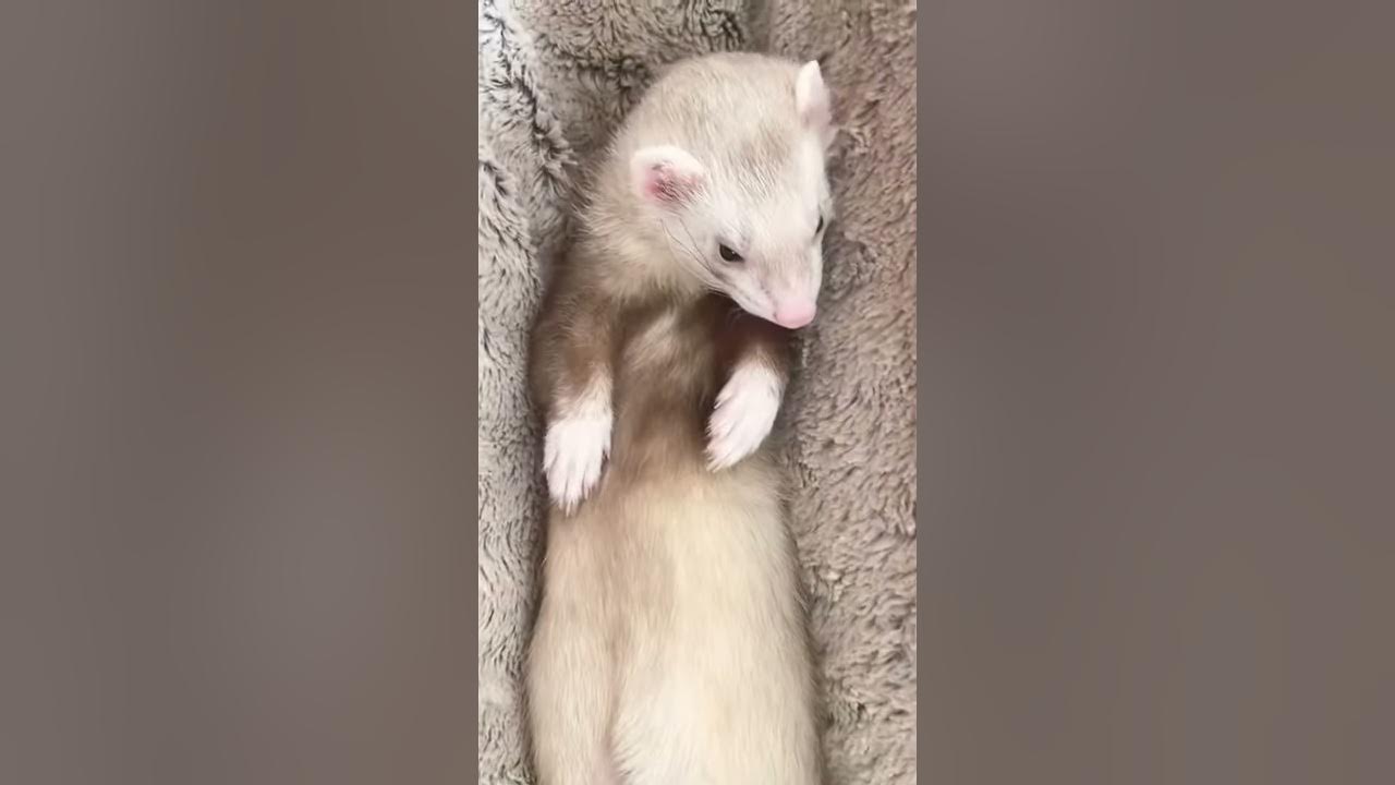 Petting your Ferret. Bonding with Your Ferret. - YouTube
