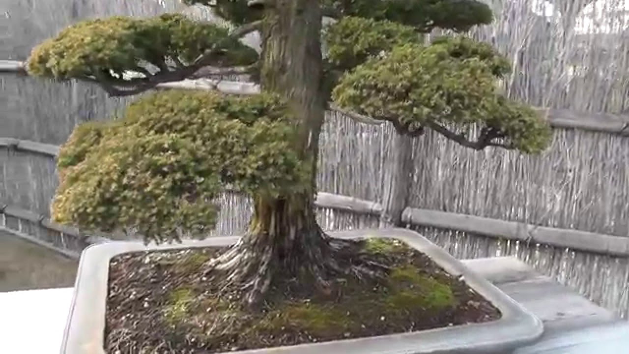 BONSAI(盆栽) "Sugi(Japanese Cedar 杉,style:Straight Trunk 直幹)" The Omiya ...