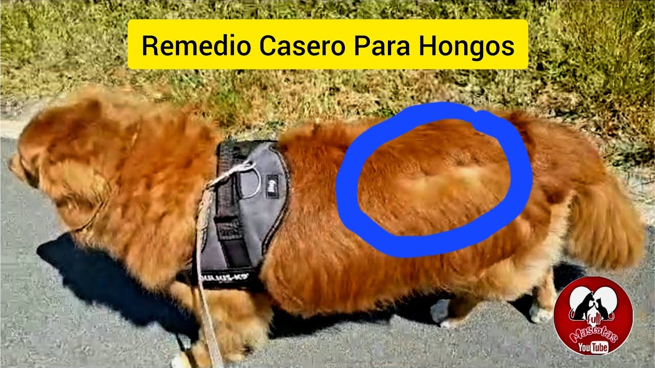 Remedio Casero para los Hongos en la piel de los Perros 🐕 - YouTube