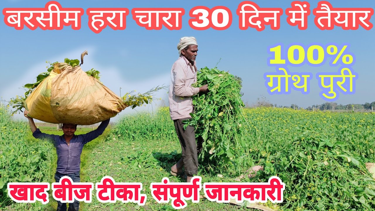 बरसीम 30 दिन में तैयार करने का तरीका। हरा चारा 2-2 फुट लंबा।Barsim ki ...