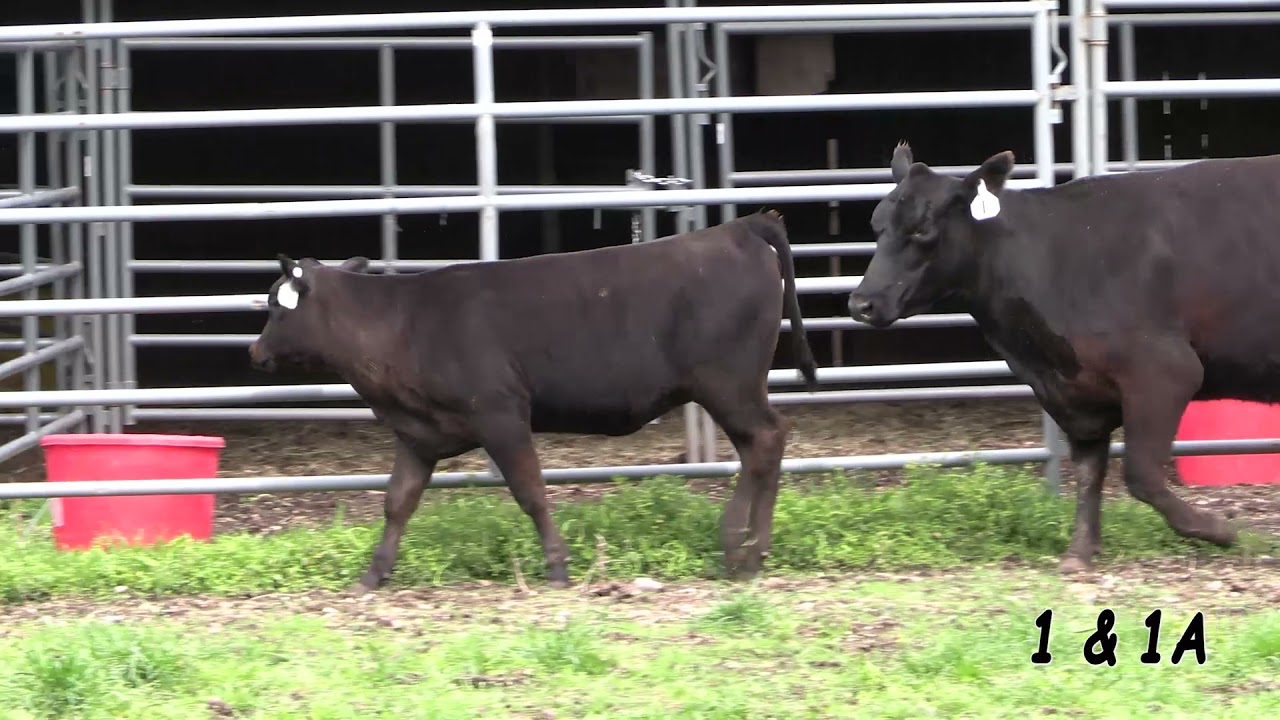 Mississippi Angus Sale - Lot 1 and 1A - YouTube