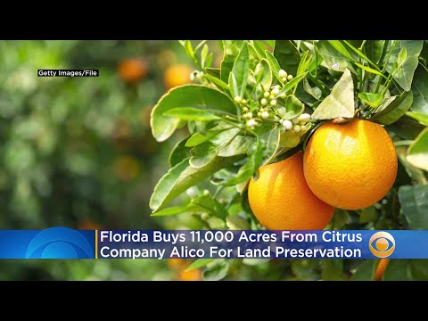Florida Buys 11,000 Acres From Citrus Company For Land Preservation