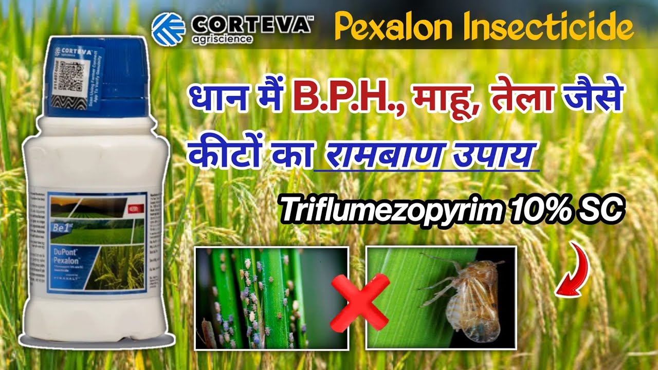 dupont pexalon | Triflumezopyrim 10% SC | Corteva | पूरी जानकारी हिंदी ...