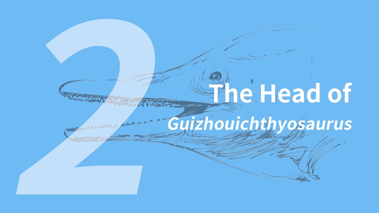 90 Youran the Guizhouichthyosaurus 2: Head | Learn to Draw Marine ...
