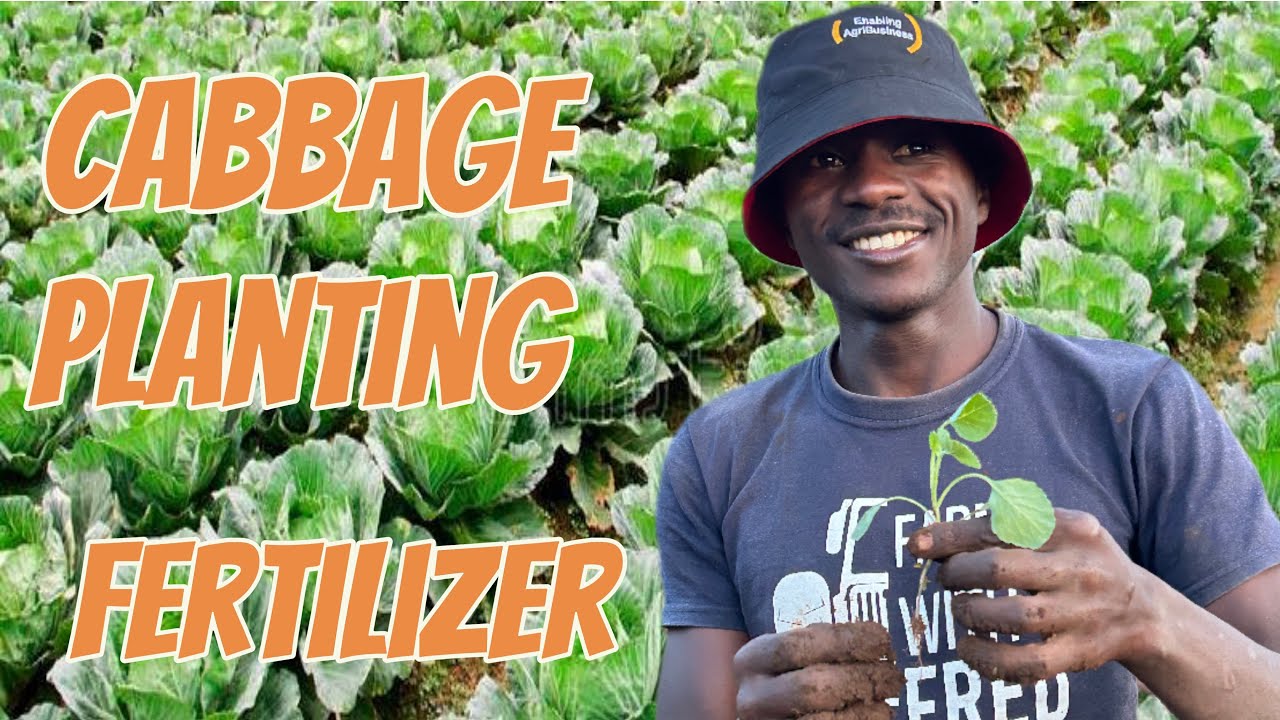 Cabbage best planting fertilizer - YouTube